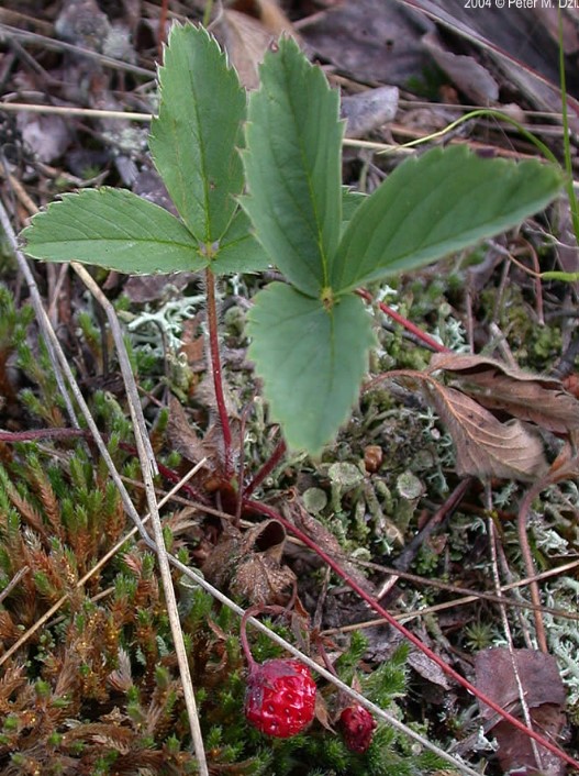 Strawberry - Hubbard SWCD